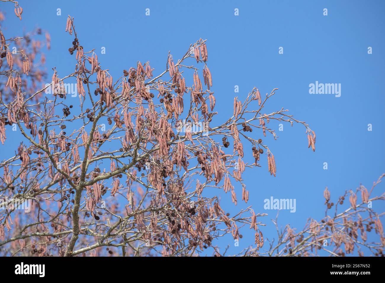 tree branch with many red-brown catkins (alder) inflorescences against ...