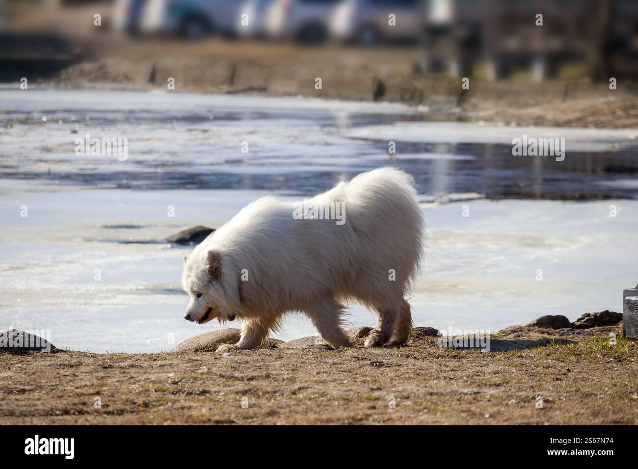 a white, fluffy dog walking along the shore of an ice-covered body of ...