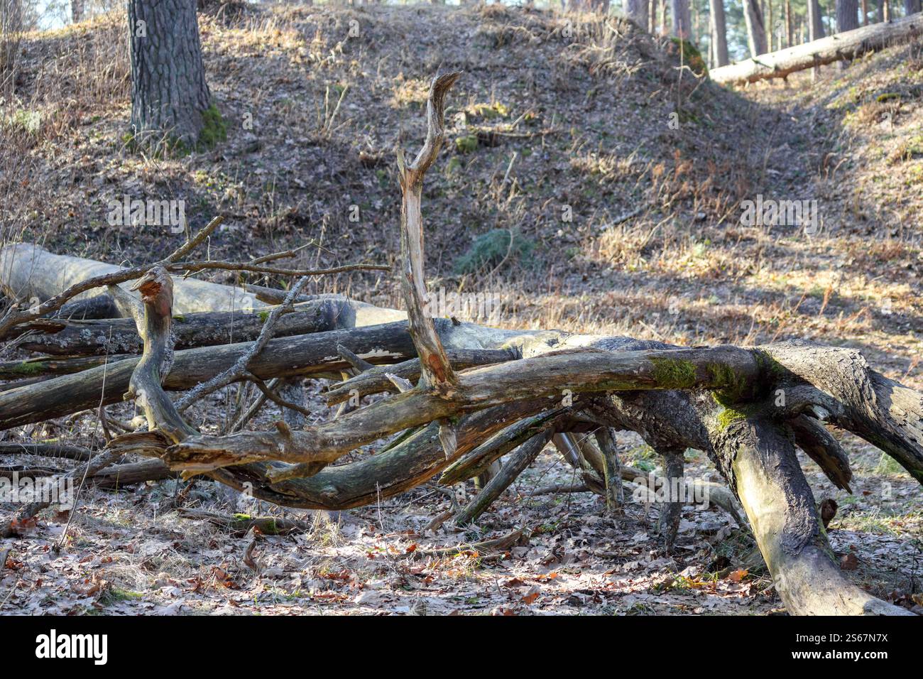 A tree cut down in the forest with roots extending through the ground ...