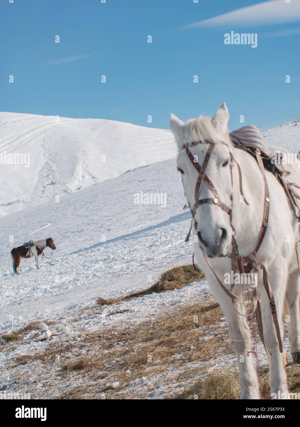 Good land horse hi-res stock photography and images - Alamy