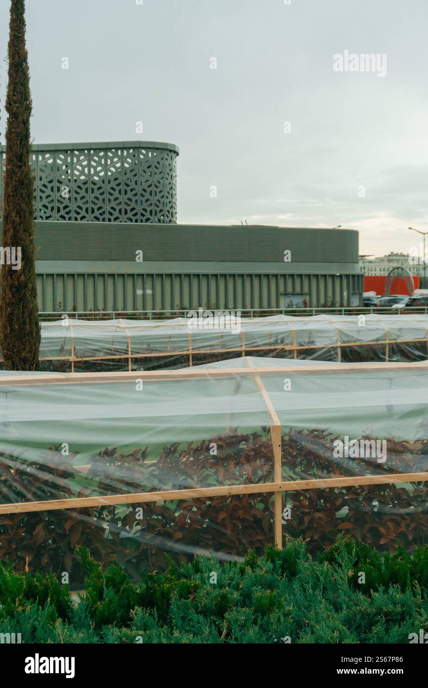 greenhouses to protect seedlings from frost. emergency protection of ...