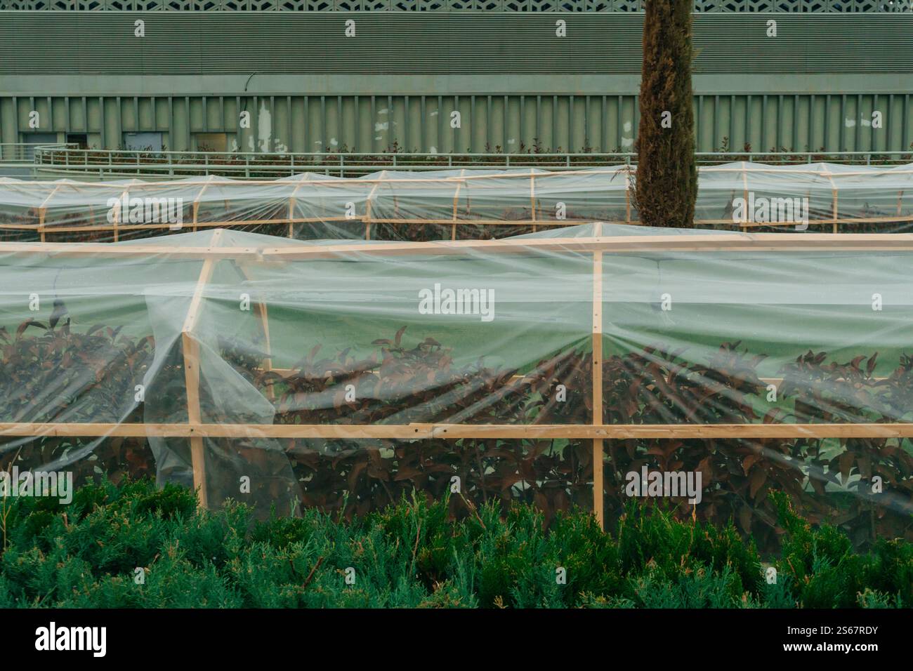 greenhouses to protect seedlings from frost. emergency protection of ...