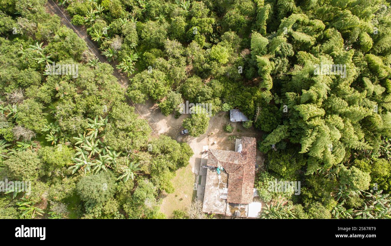 Sugar cane field Stock Photo - Alamy
