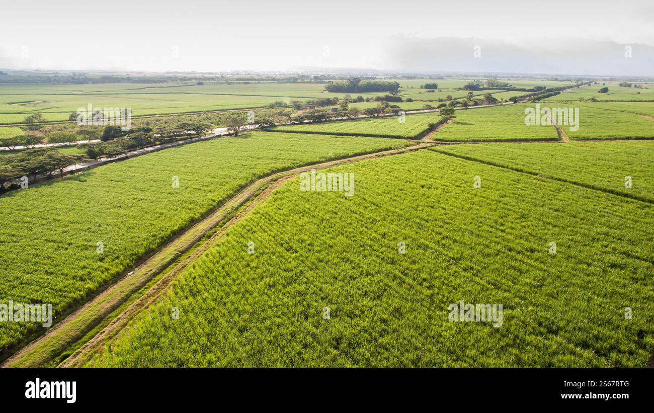 Sugarcane farming practices hi-res stock photography and images - Alamy
