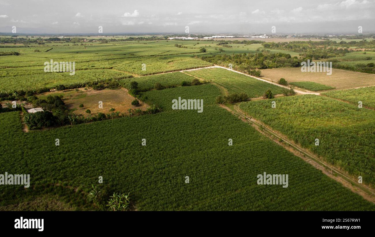 Sugar cane field Stock Photo - Alamy