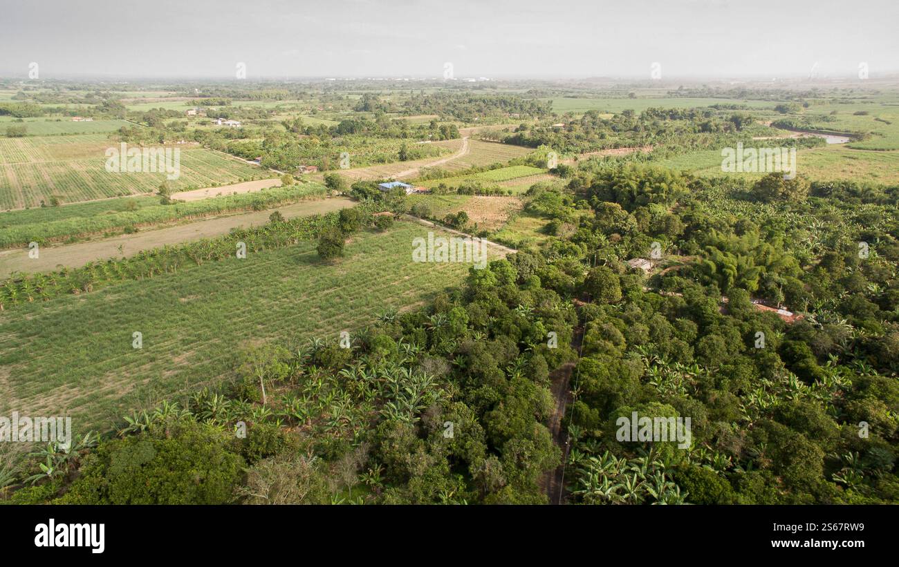Sugar cane field Stock Photo - Alamy