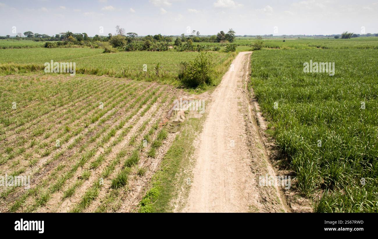 Sugar cane field Stock Photo - Alamy