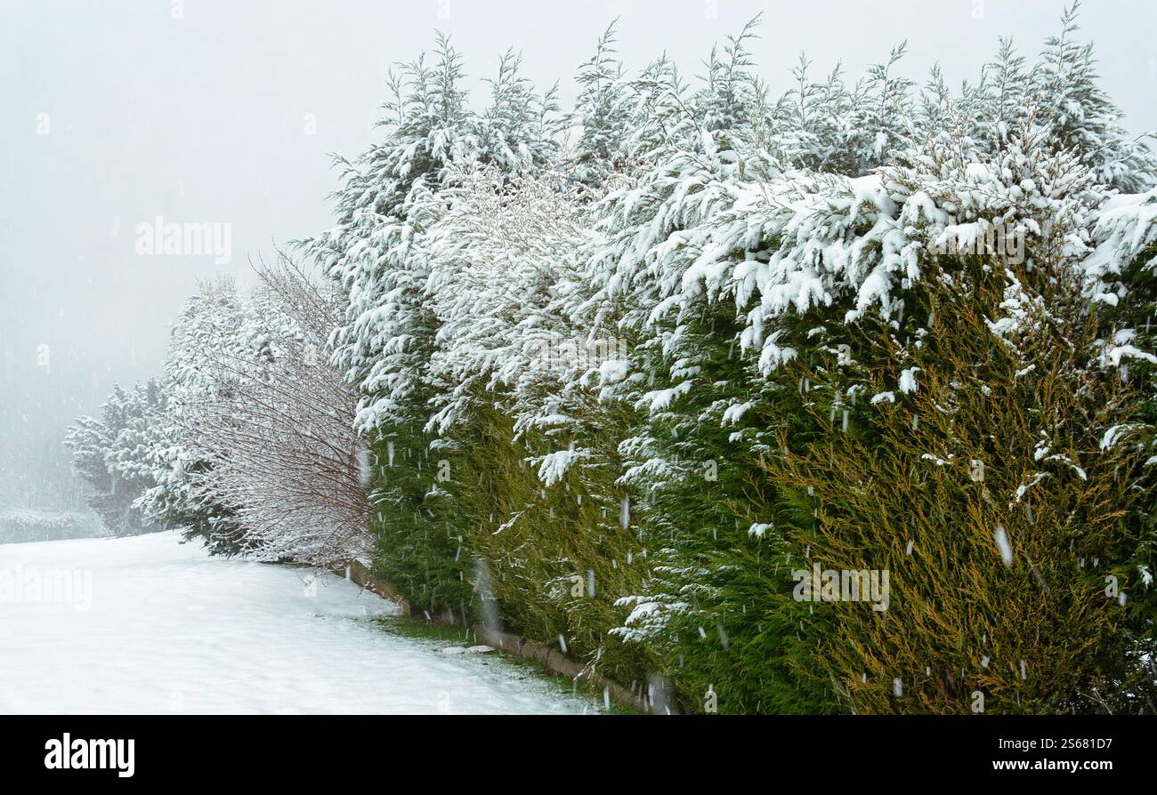 Snowy conifer trees Stock Photo - Alamy