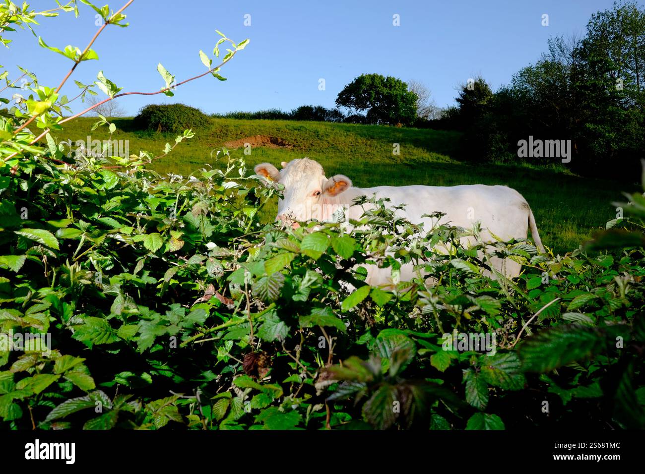 Cow looking at you over the hedge Stock Photo - Alamy