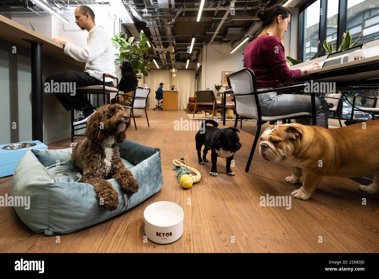 EDITORIAL USE ONLY Ronnie, a Cockapoo, Mylo, a Pug-Zu and Nala, an ...