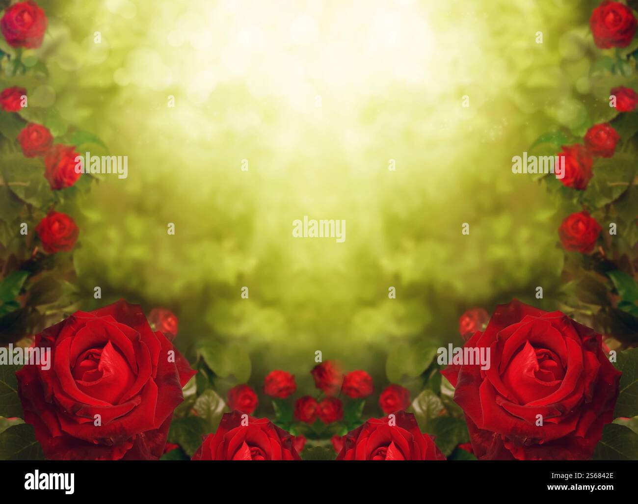 Beautiful red roses flower border on soft green background for ...