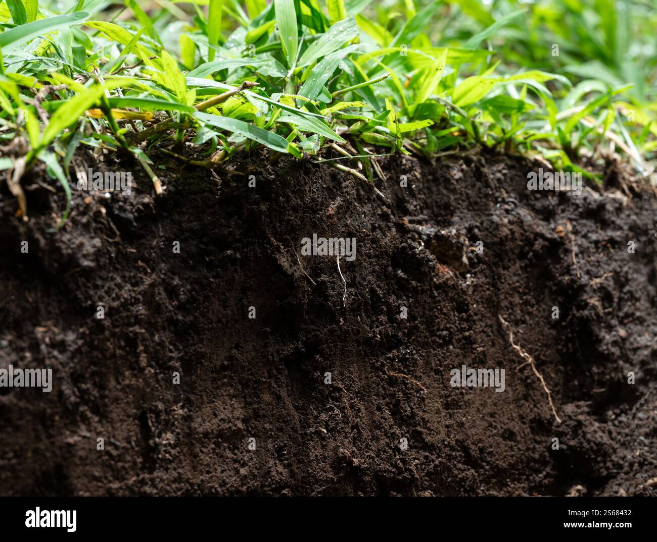 Soil ground cut with green grass with root macro close up view Stock ...