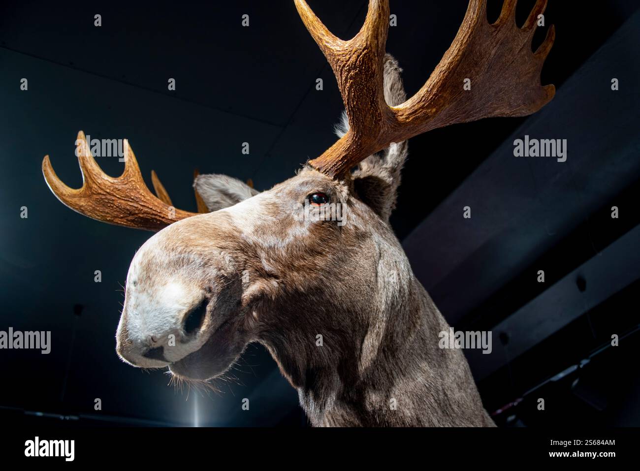 Taxidermy Moose Head - Norway Stock Photo - Alamy