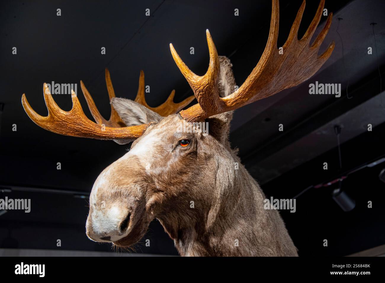Taxidermy Moose Head - Norway Stock Photo - Alamy