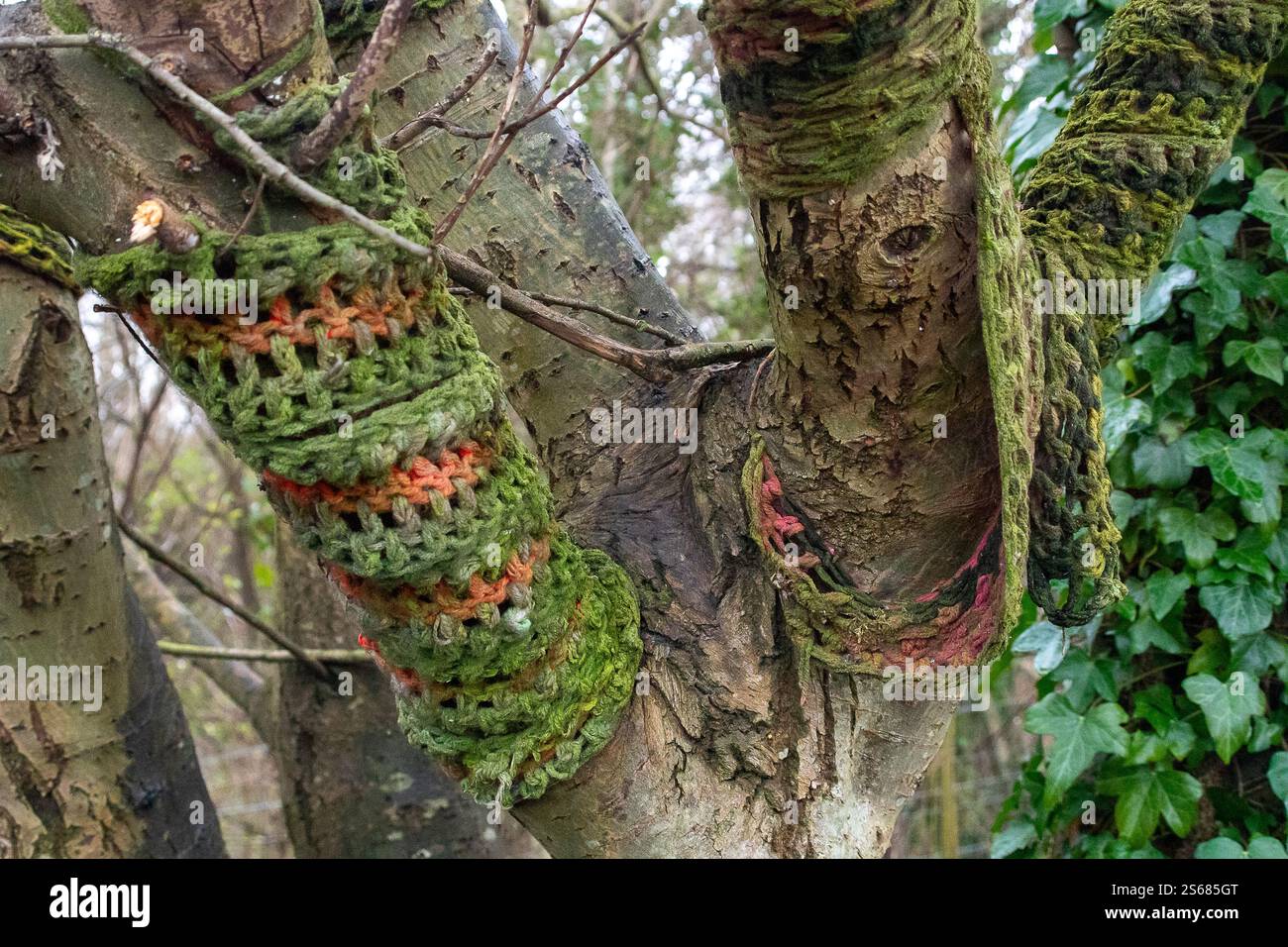Wendover, UK. 16th January, 2025. A knitted scarf wrapped around a tree ...