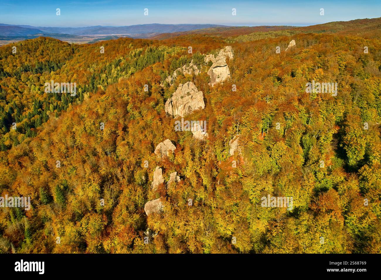 Aerial drone view over beautiful autumn beech forest and ancient rocks ...
