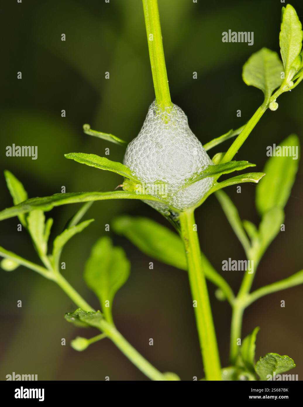 Two-lined spittlebug insect nymphs Prosapia bicincta encased foam plant ...