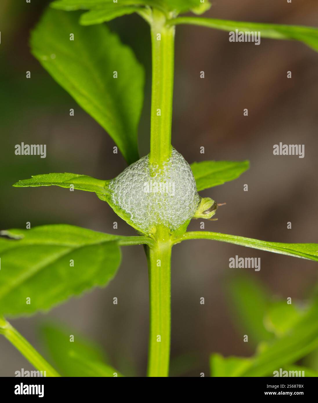 Two-lined spittlebug insect nymphs Prosapia bicincta encased foam plant ...