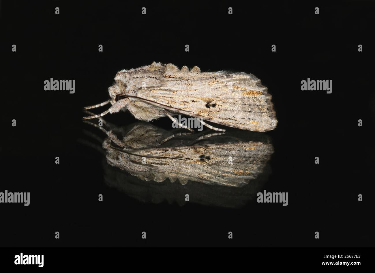 Southern Armyworm Moth Spodoptera eridania insect nature pest control ...