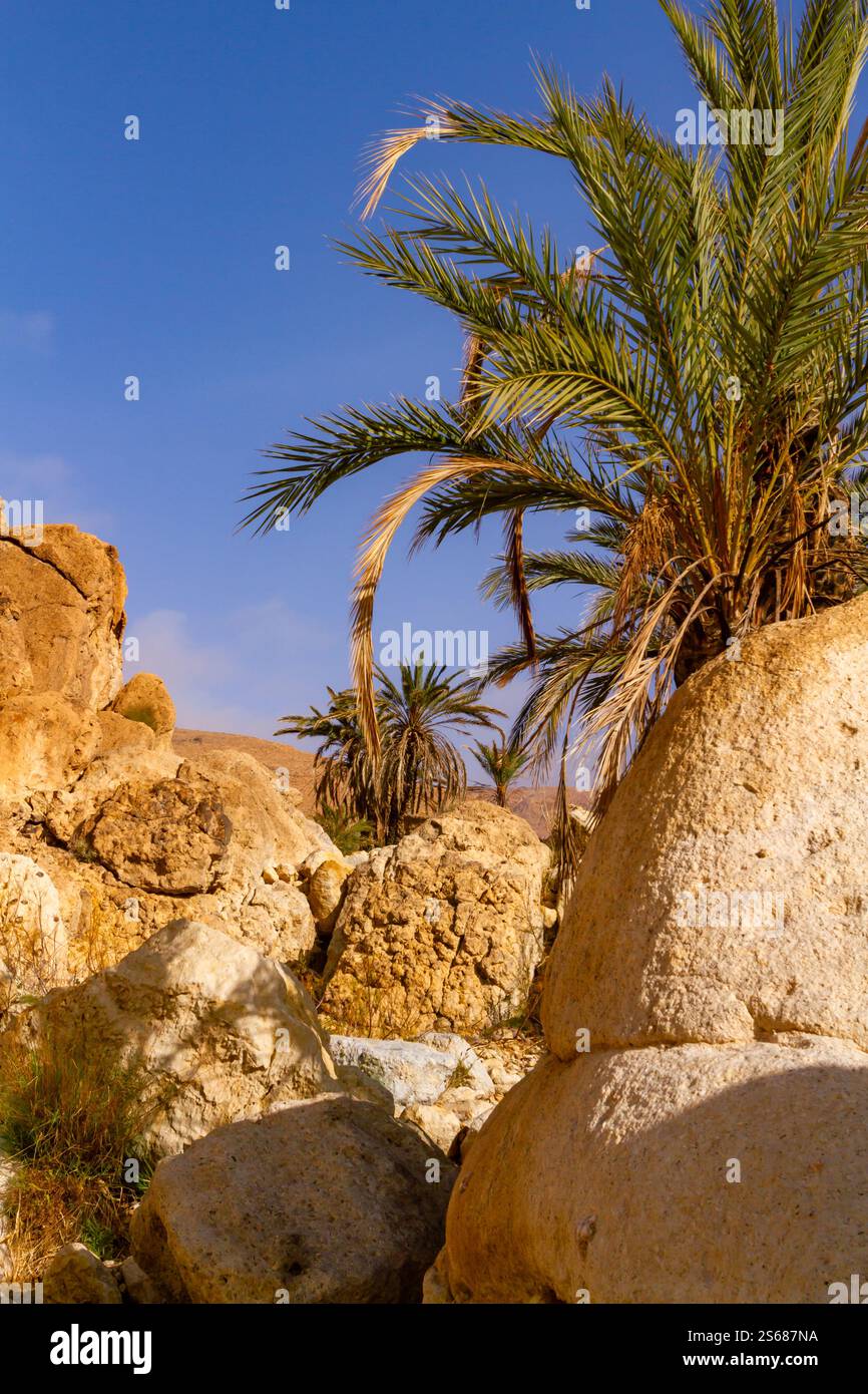 Wild date palms in a small uninhabited mountain oasis near the ...