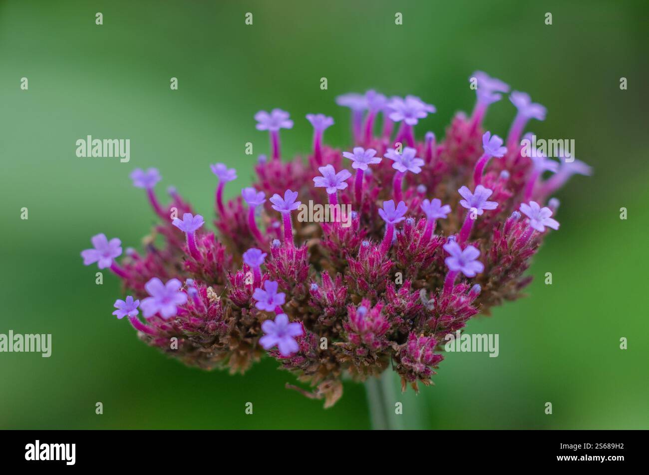 Verbena bonariensis, purpletop, Argentinian vervain, flower- close-up ...