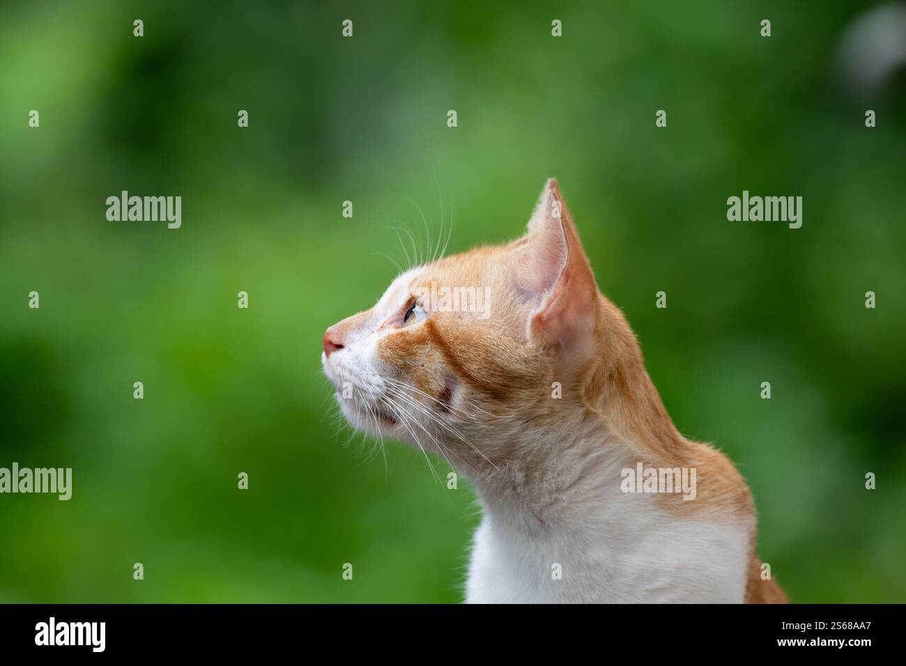 Beautiful portrait of a white and brown domestic cat or house cat ...