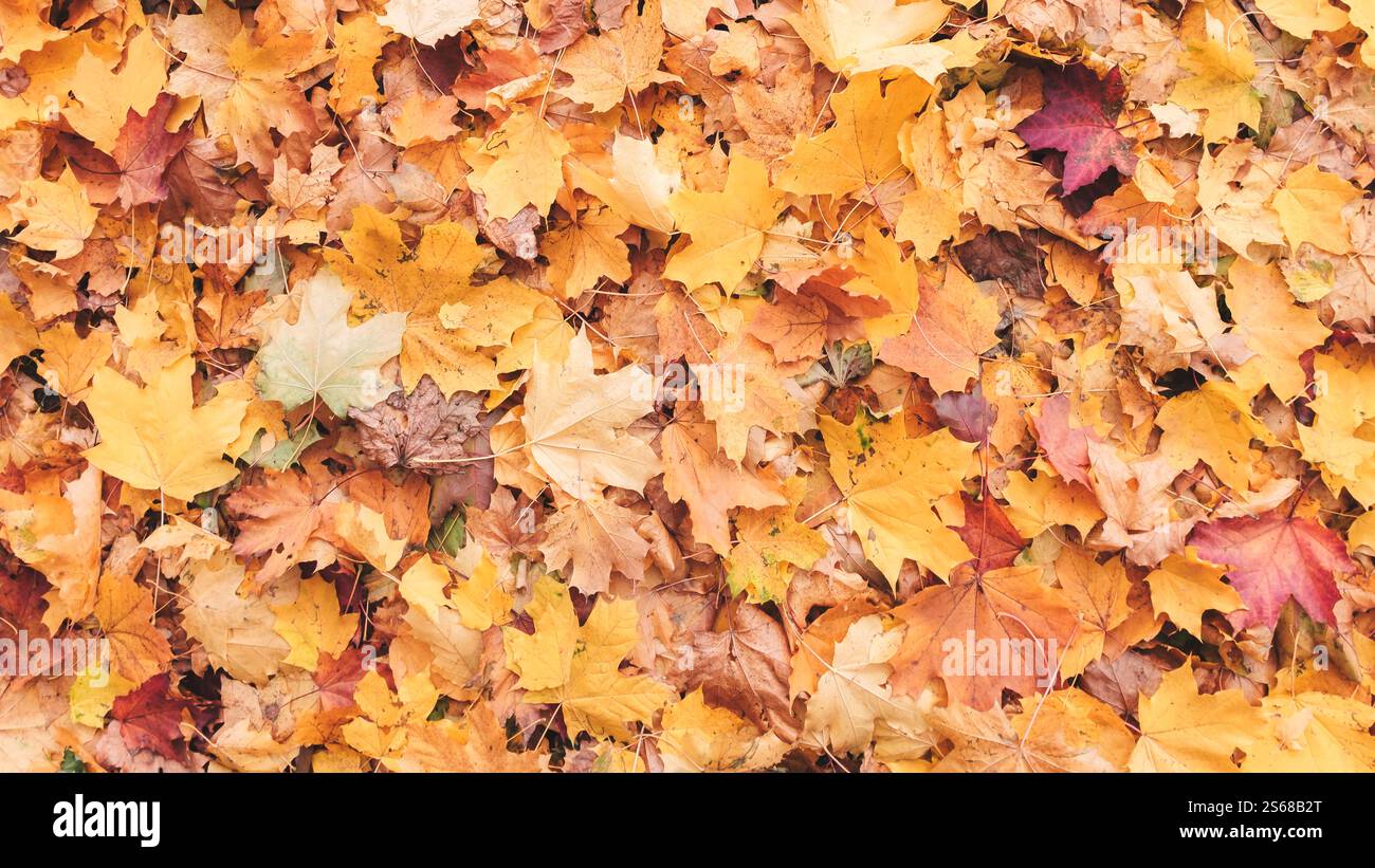 A pile of yellow leaves on the ground. The leaves are scattered and ...