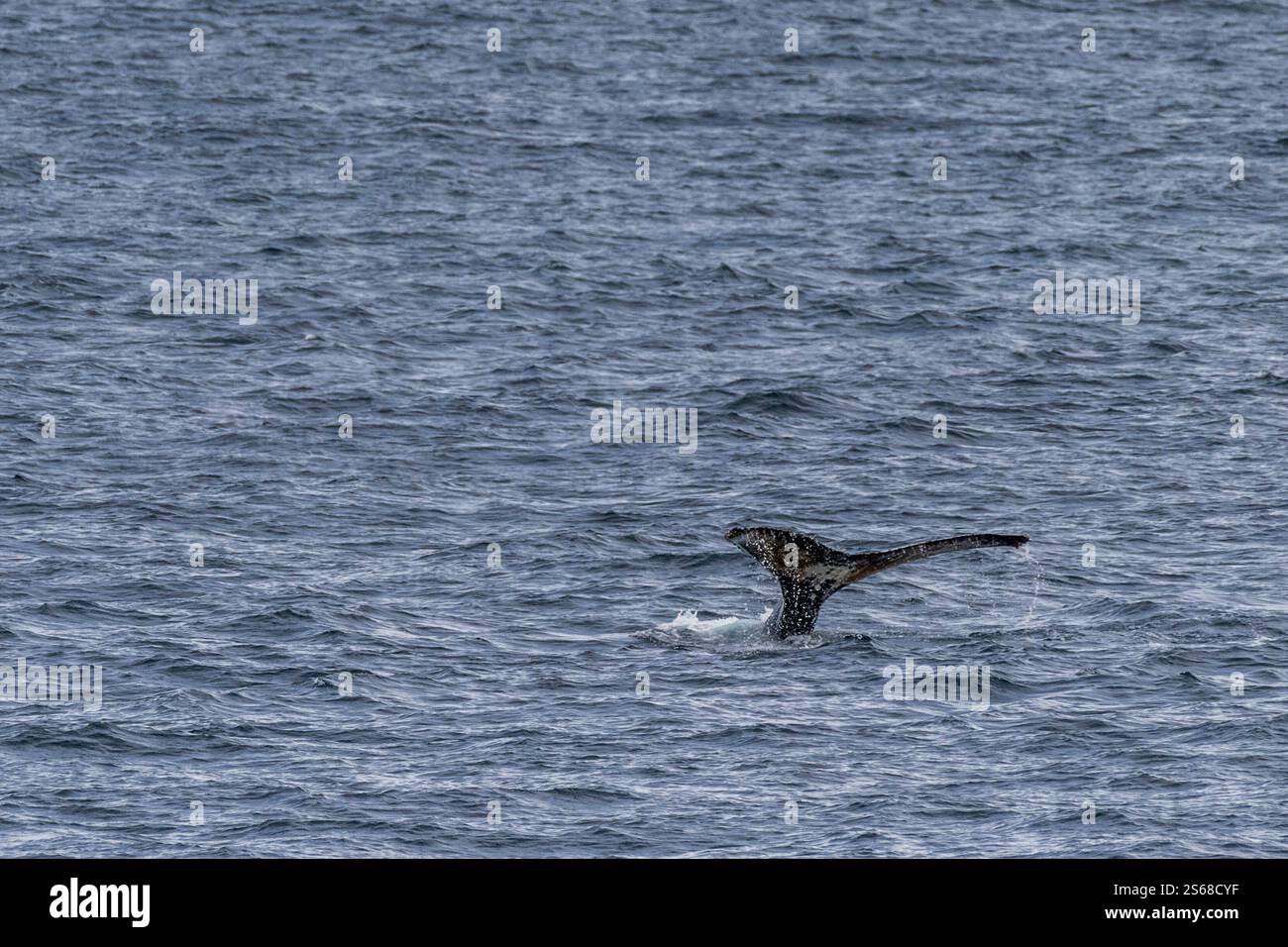 Impression of the Scenery near Anvers Island, on the Antarctic ...