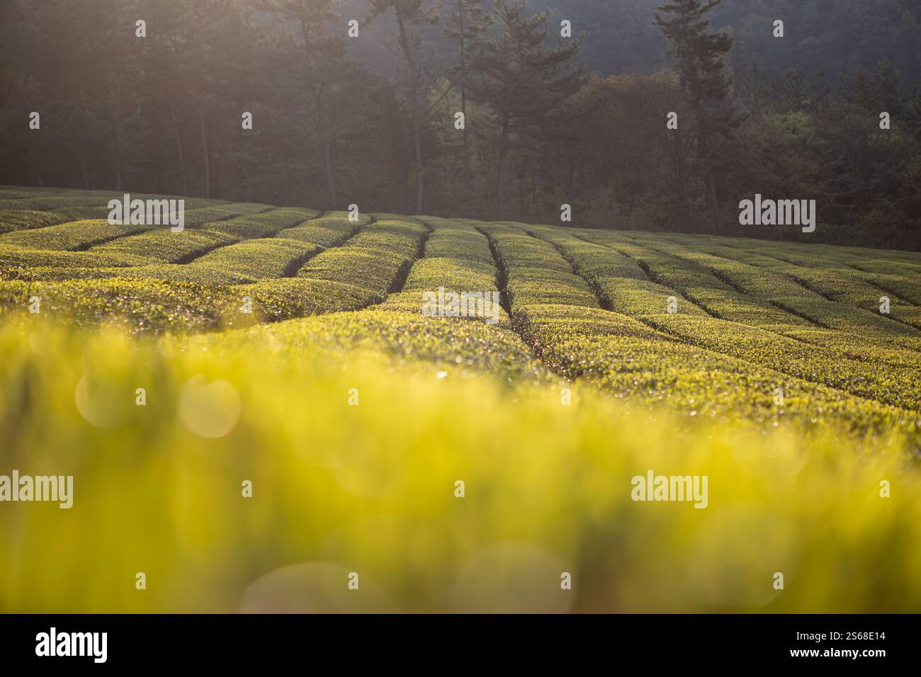 Green tea fields with beautiful curves, tall rocky mountains and fields ...