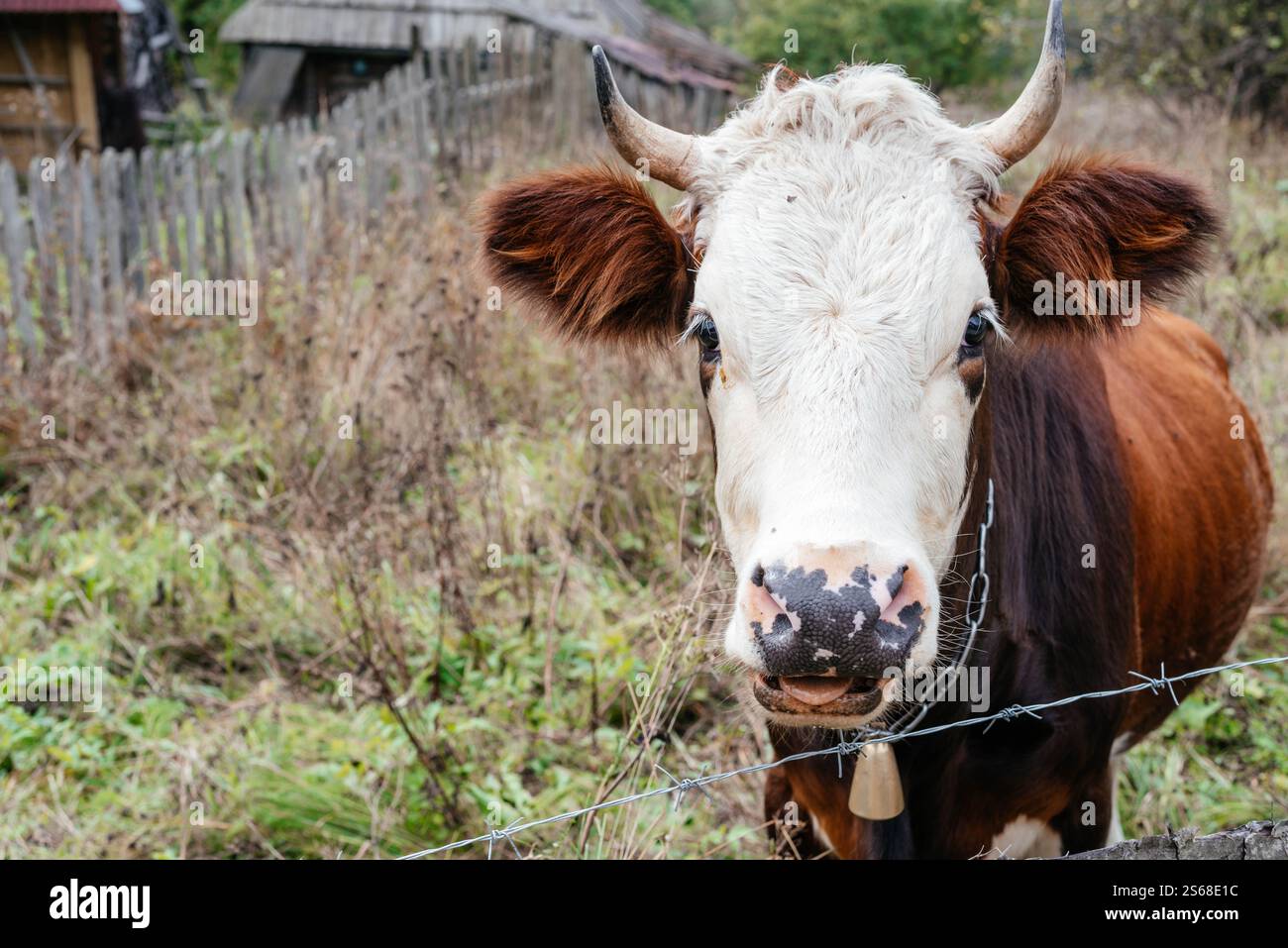 A photo of a cow standing in a field of tall grass. The cow has a brown ...