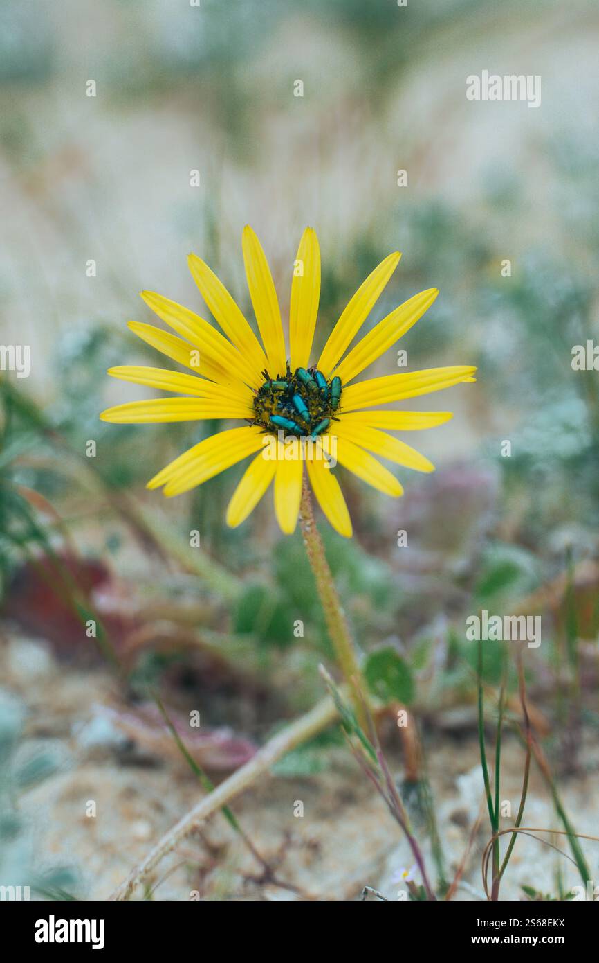 Arctotis acaulis L Stock Photo - Alamy