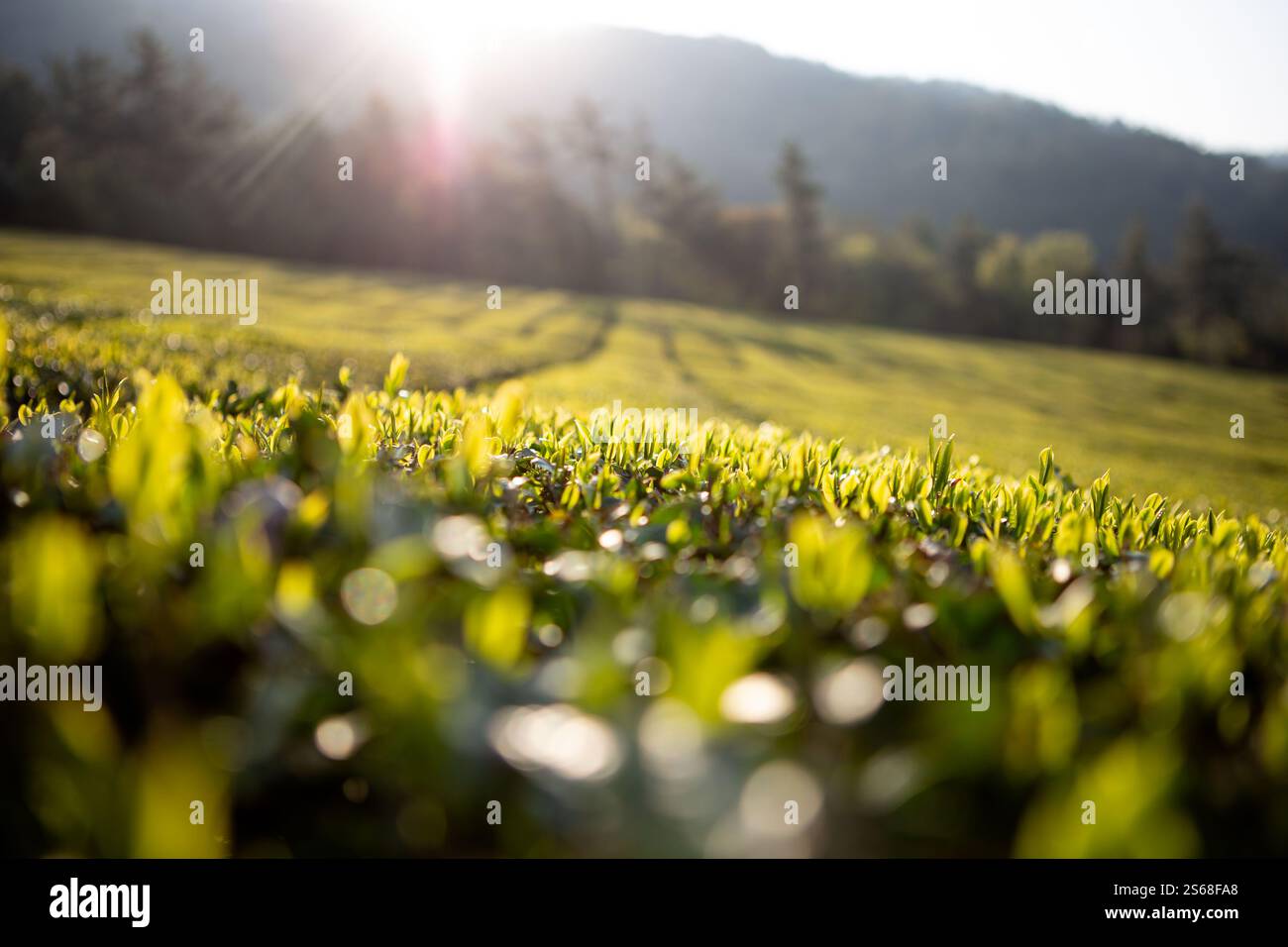 Green tea fields with beautiful curves, tall rocky mountains and fields ...