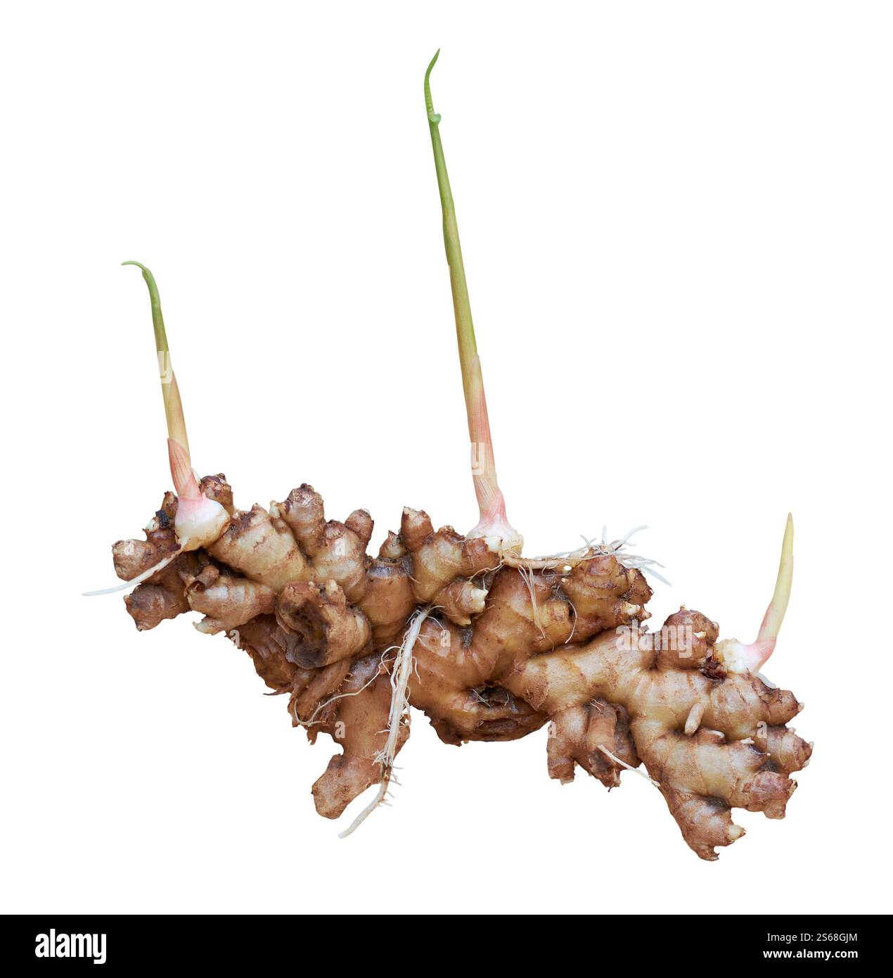 cluster of ginger roots or rhizomes with several shoots growing from ...
