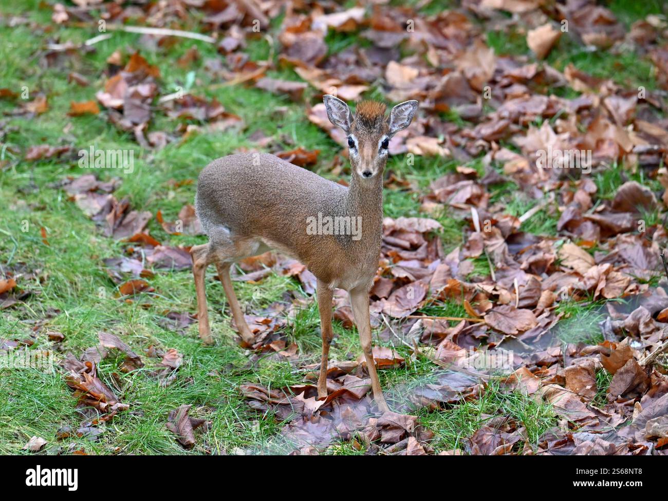 16 January 2025, North Rhine-Westphalia, Cologne: A dik-dik looks ...