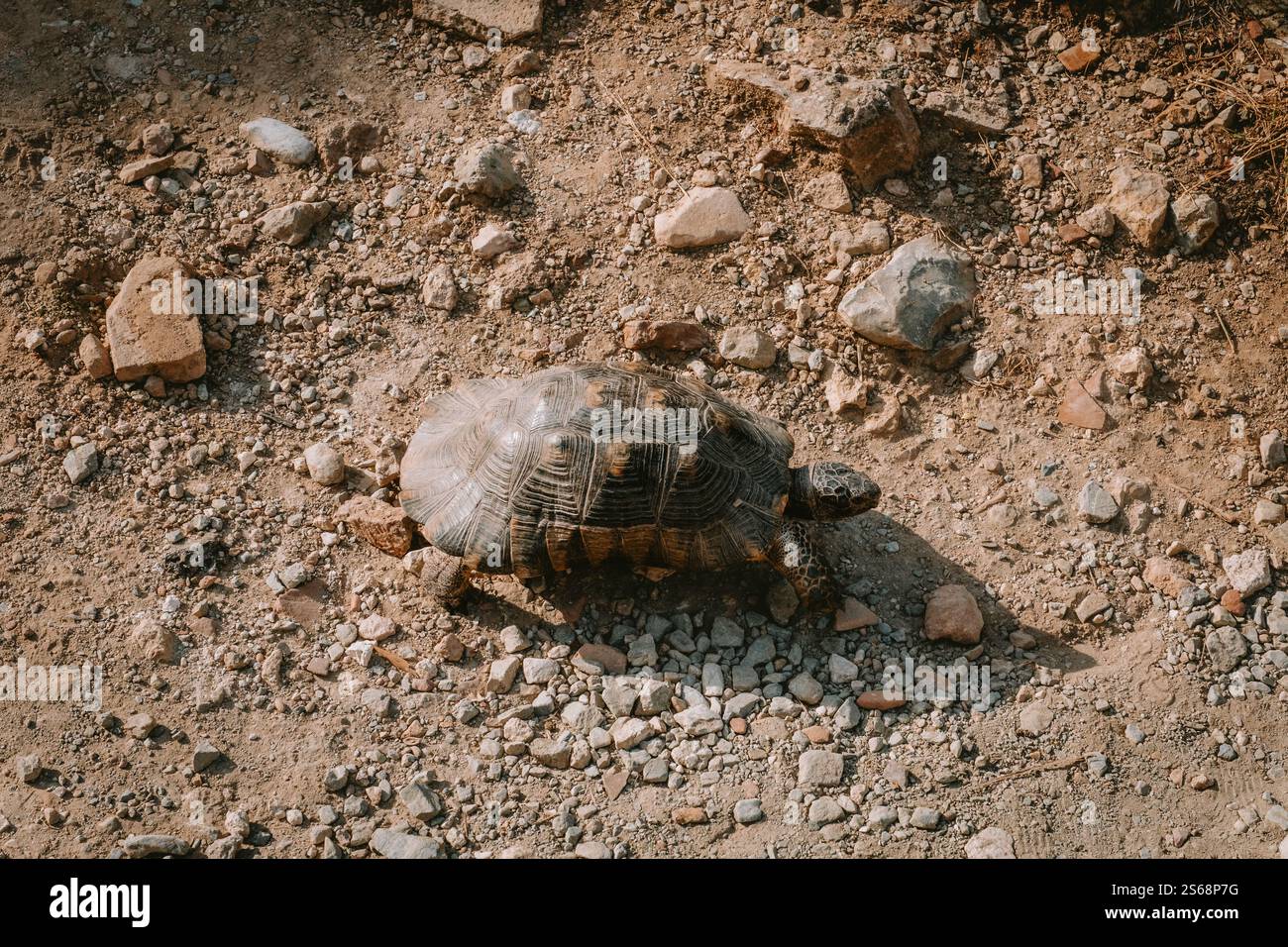 Athens turtles hi-res stock photography and images - Alamy