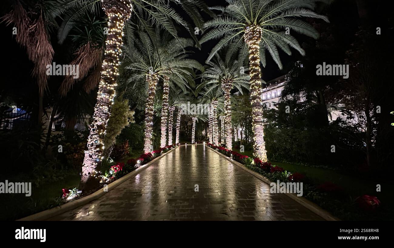 Beautiful treeline of palm trees along a path with lighting decorating ...