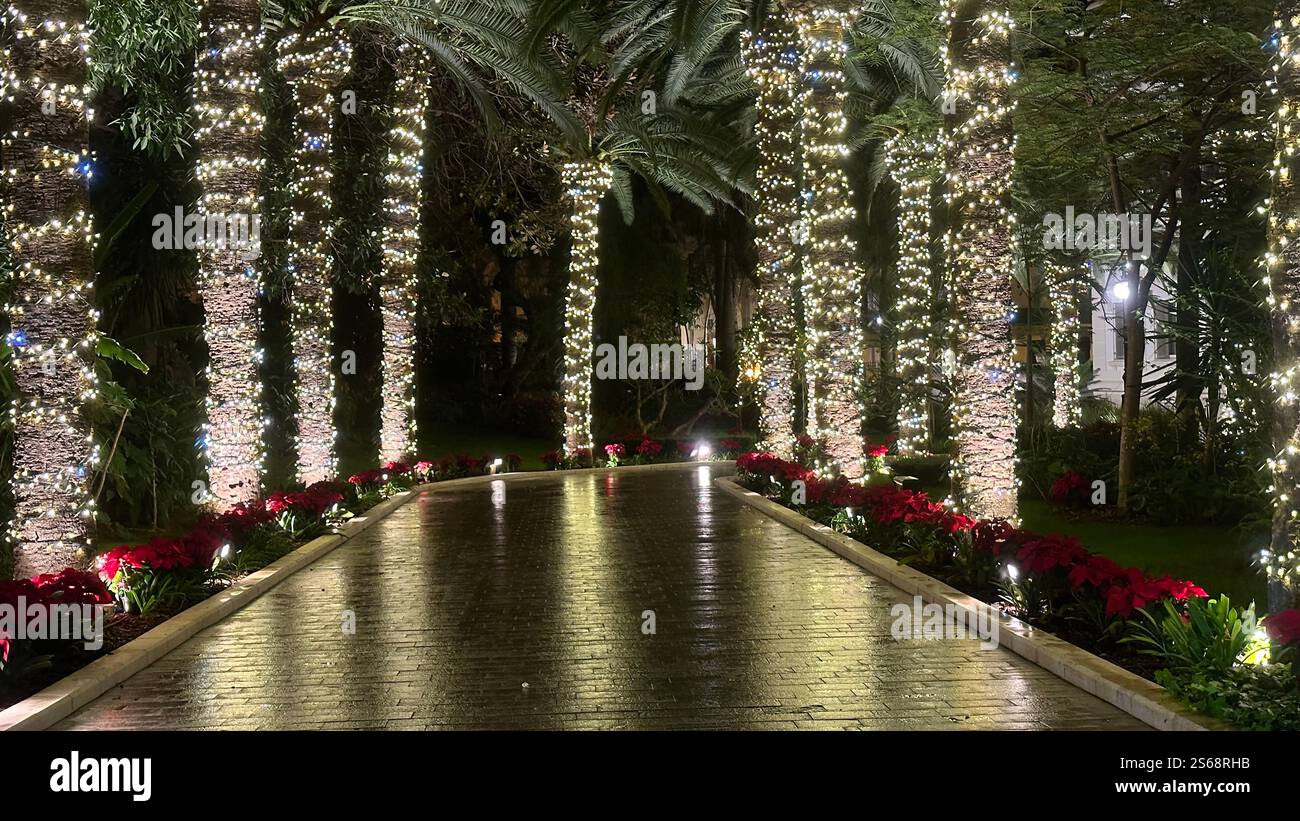 Beautiful treeline of palm trees along a path with lighting decorating ...