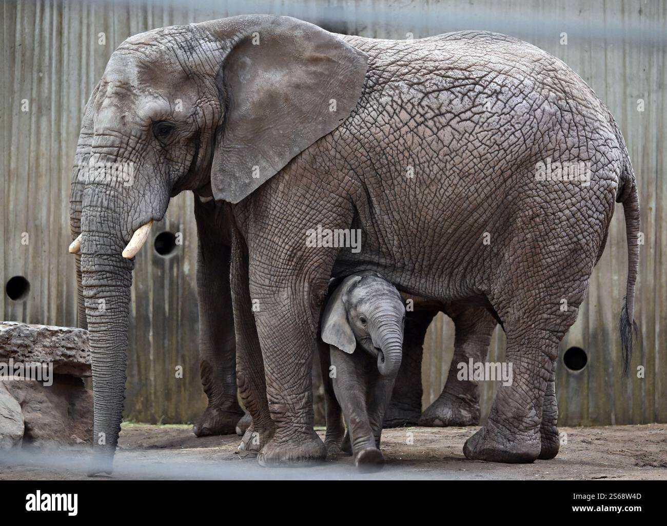 16 January 2025, Thuringia, Erfurt: Elephants stand in the elephant ...