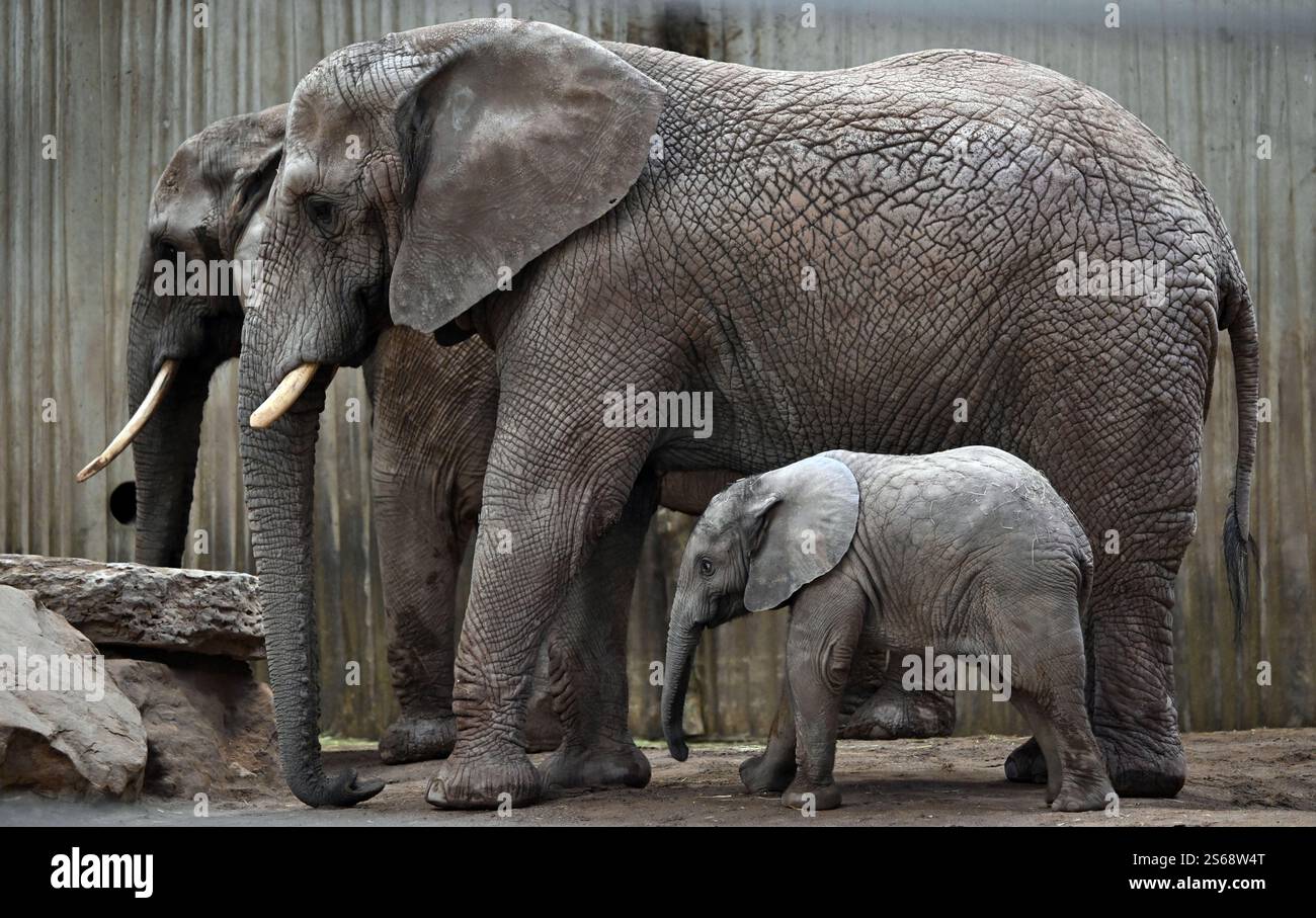 16 January 2025, Thuringia, Erfurt: Elephants stand in the elephant ...