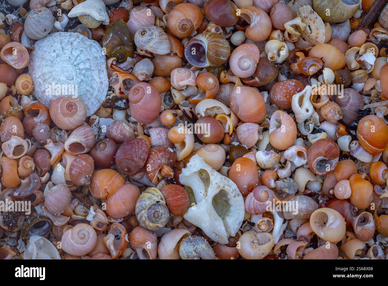Pretty seashells on Eriskay beach on the Eriskay Coast, Outer Hebrides ...