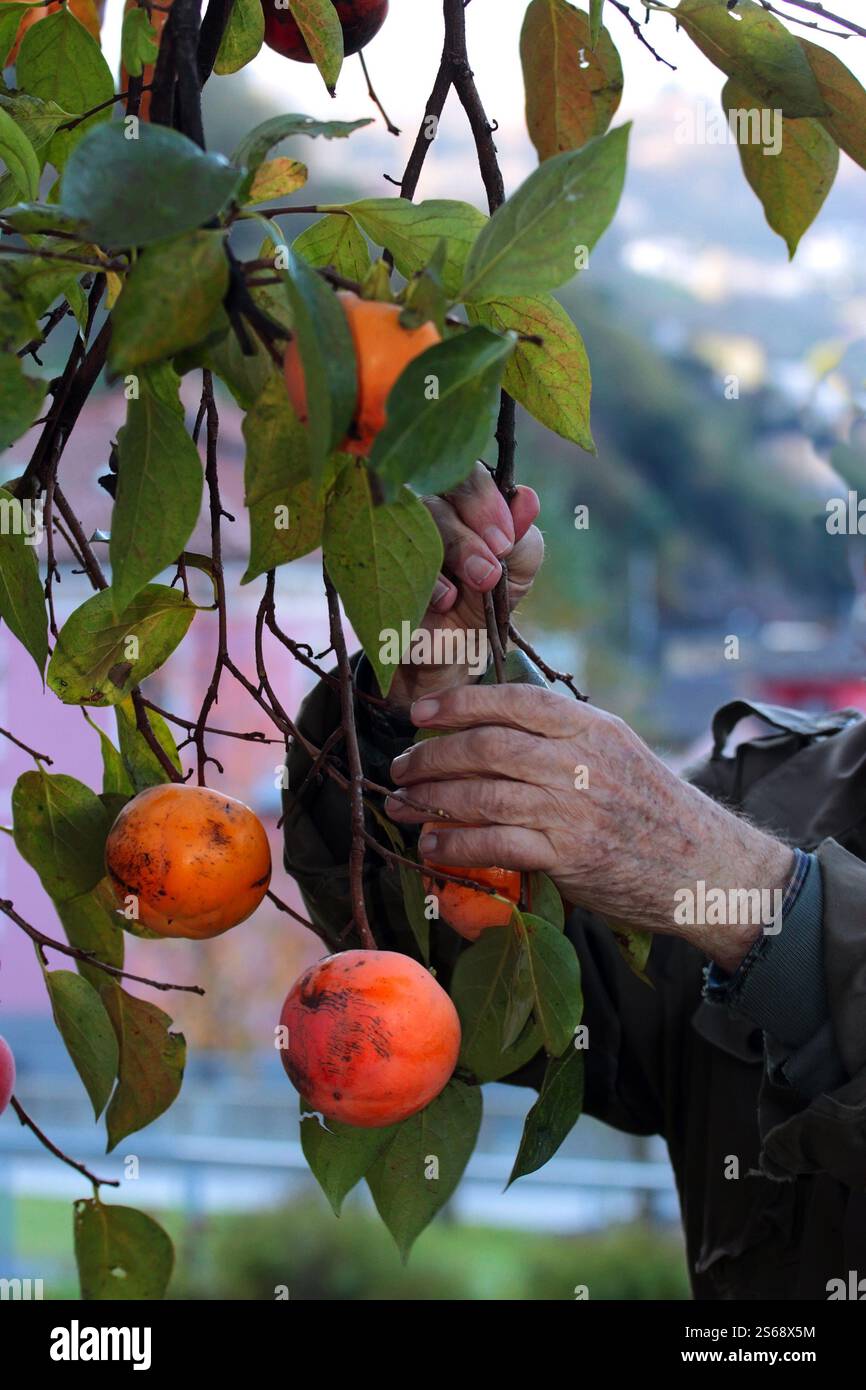 Kiwi harvesting picking fruit hi-res stock photography and images - Alamy