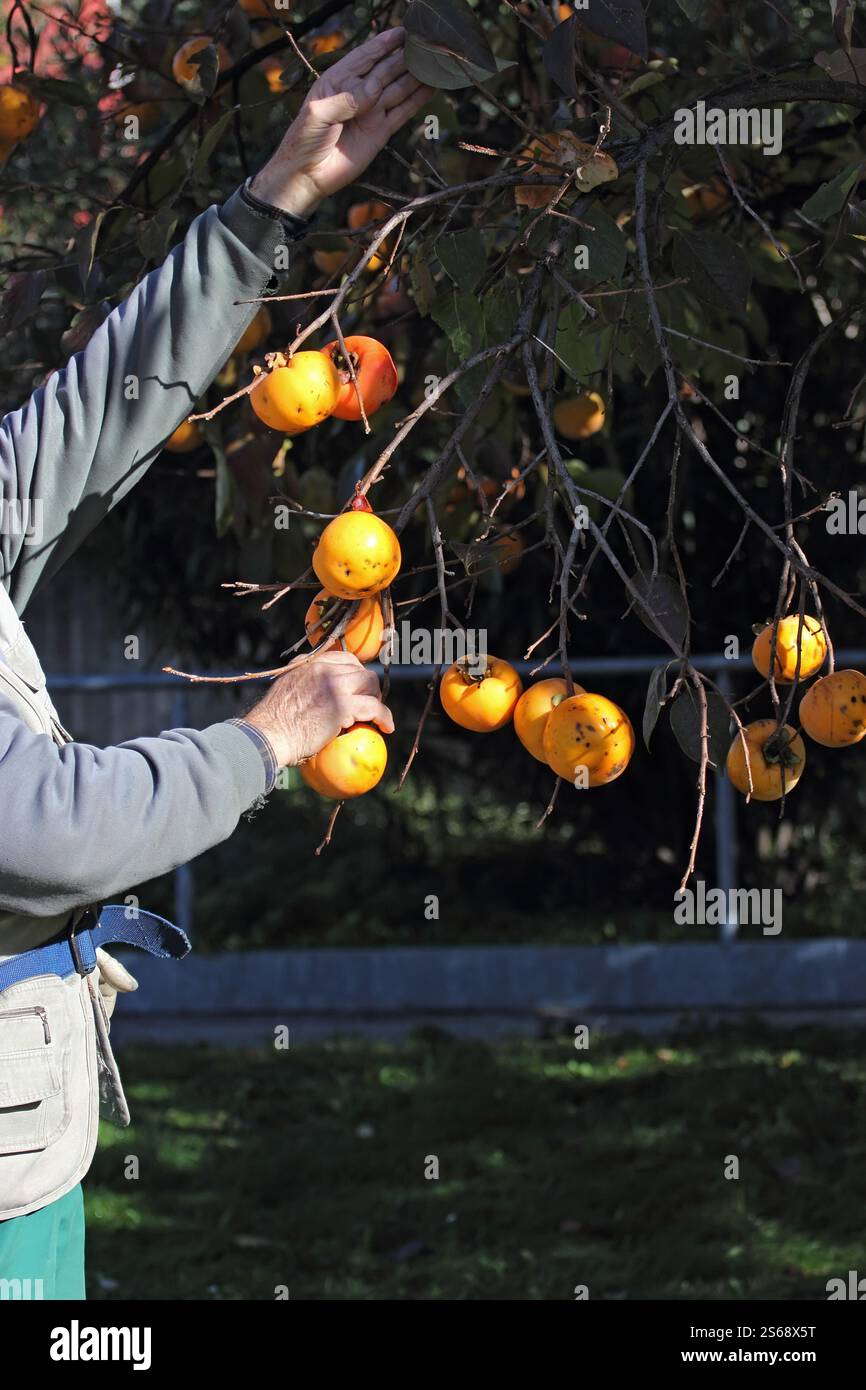 Kiwi harvesting picking fruit hi-res stock photography and images - Alamy