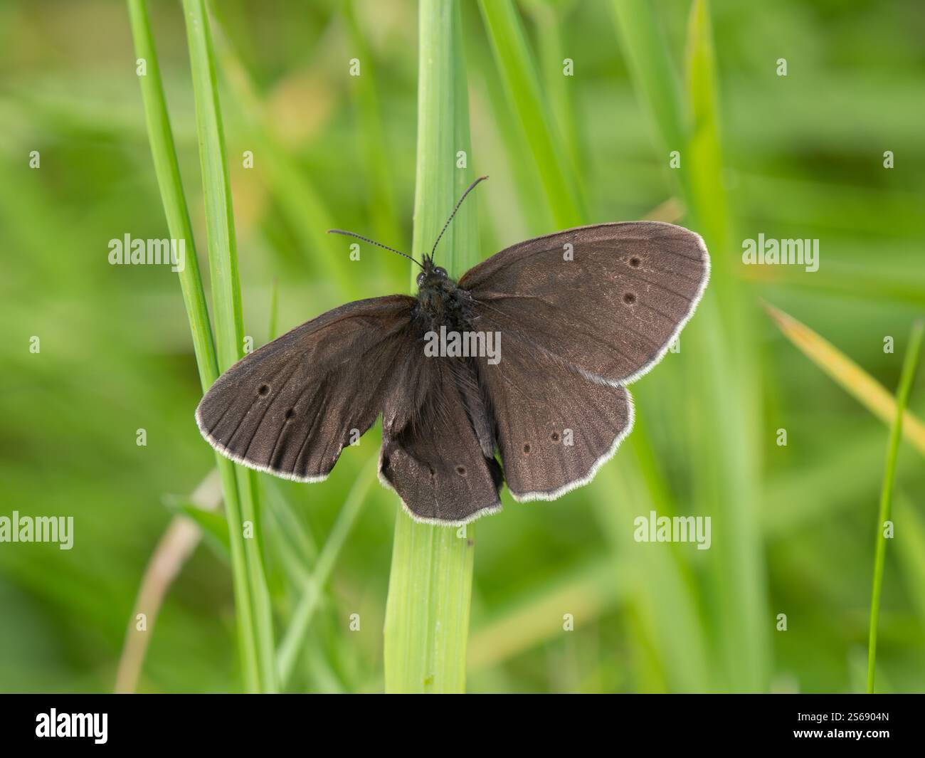 Curled wing hi-res stock photography and images - Alamy