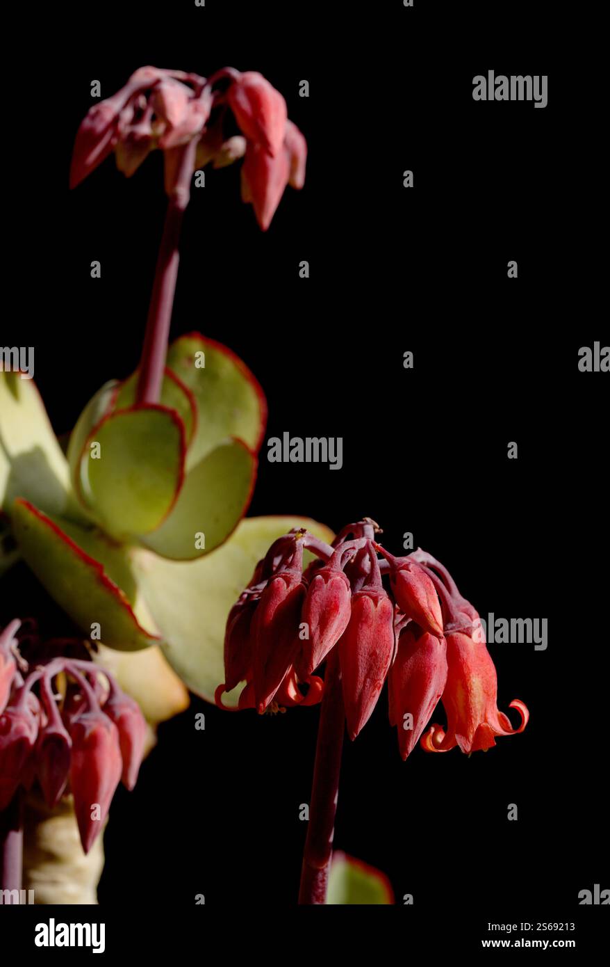 Flowering Cotyledon orbiculata, round-leafed navel-wort isolated on ...