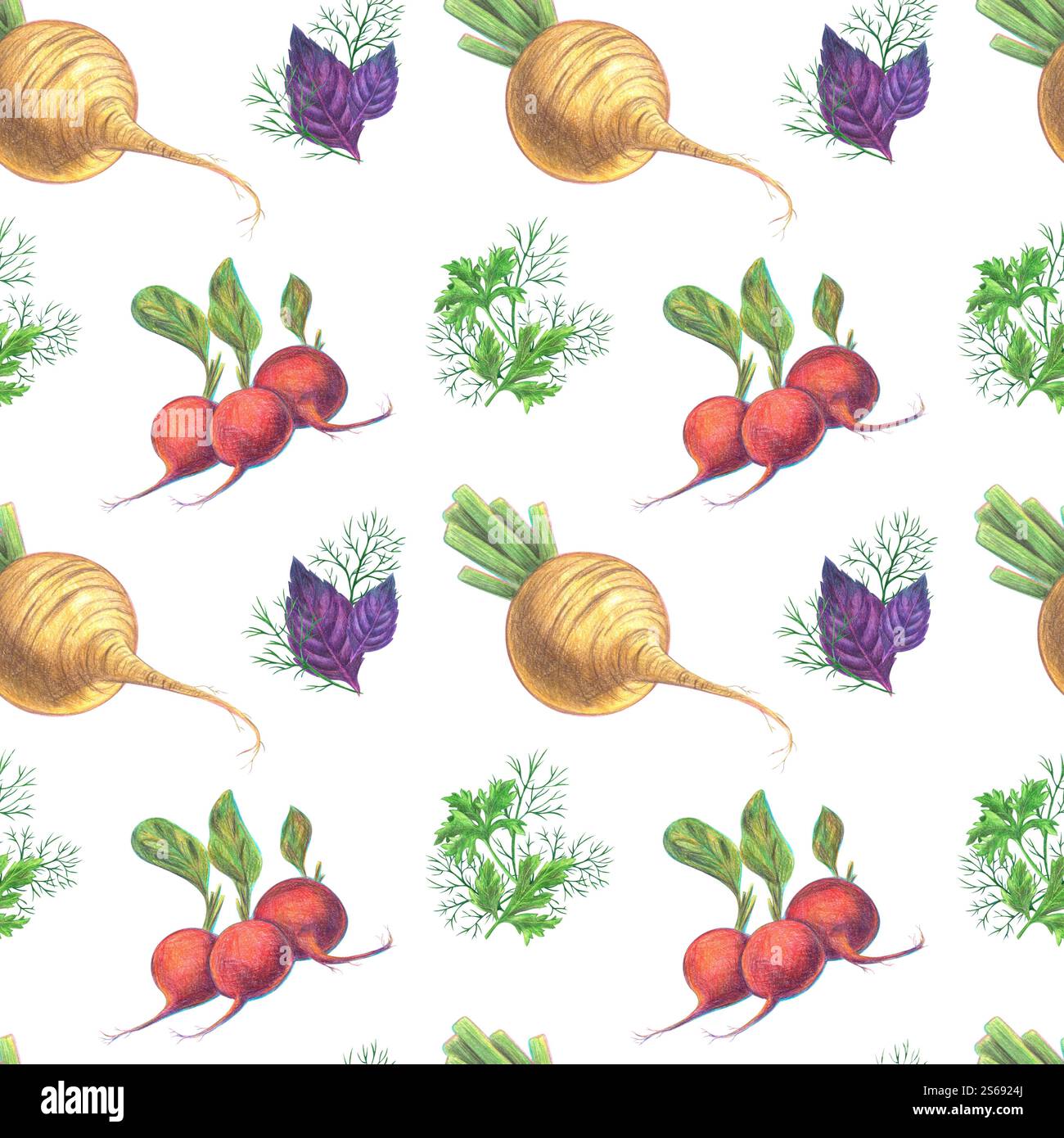 Root vegetables radish and radish with sprigs of green herbs - dill and ...