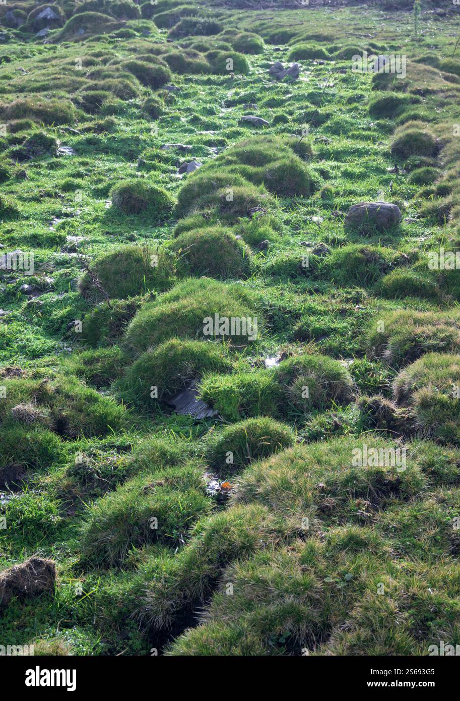 Mountain spring in a wetland area with grass and moss vertical river ...