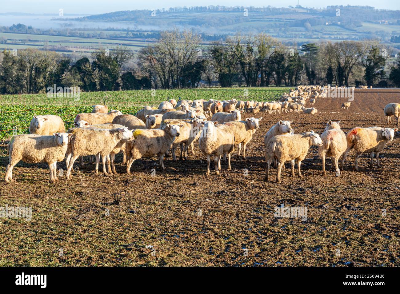 Sheep in winter folded on a forage crop and contained by an electric ...