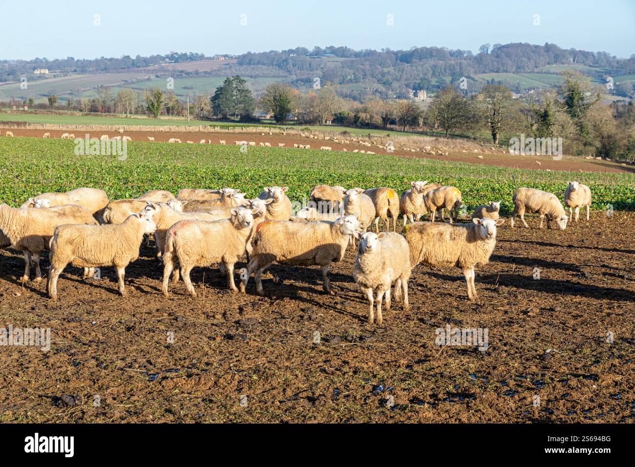 Sheep in winter folded on a forage crop and contained by an electric ...