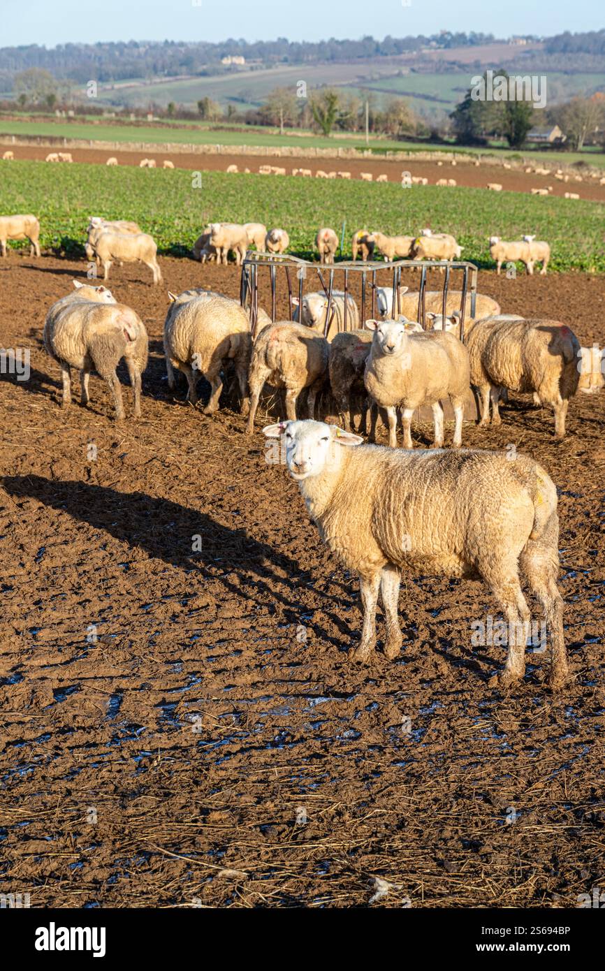 Sheep in winter folded on a forage crop and contained by an electric ...
