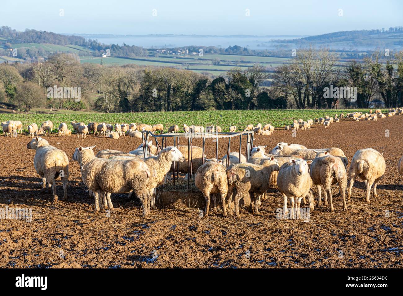 Sheep in winter folded on a forage crop and contained by an electric ...